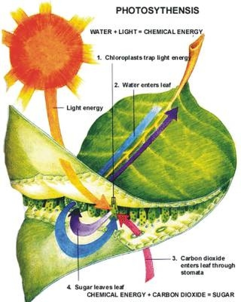 Understanding Photosynthesis: 6CO2 + 6H2O → C6H12O6 + 6O2 Explained ...