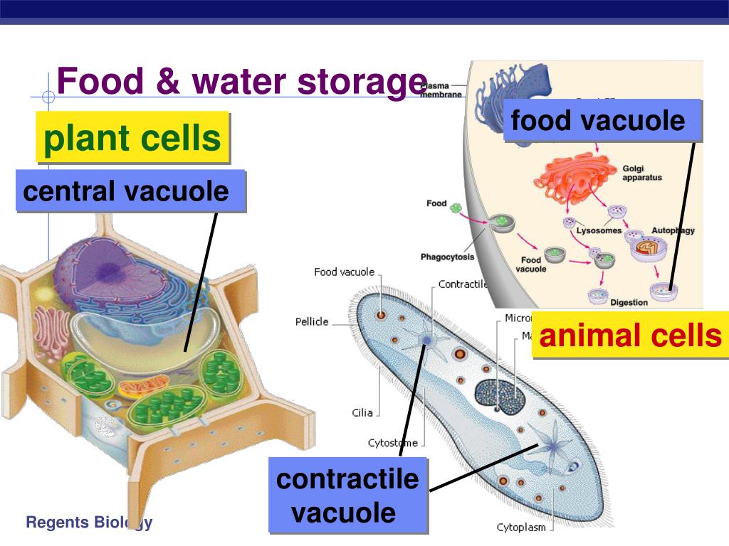 Cell’s Water & Nutrient Storage: Key Organelle Explained - CGS Connect